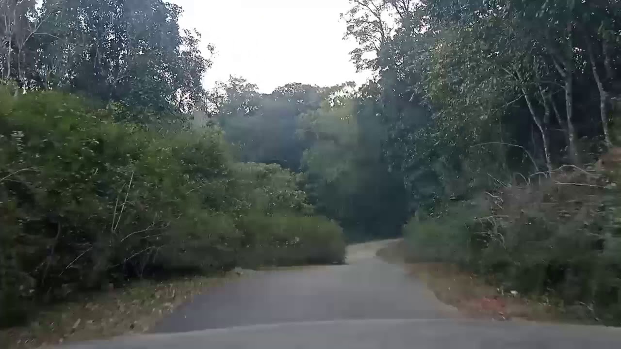 Inside Of Araku Valley Deep Forest - YouTube