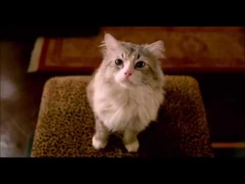 Best comedy and funny scenes from Stuart little movie - YouTube