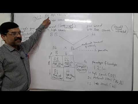 inheritance and variation in human, dihybrid cross - YouTube