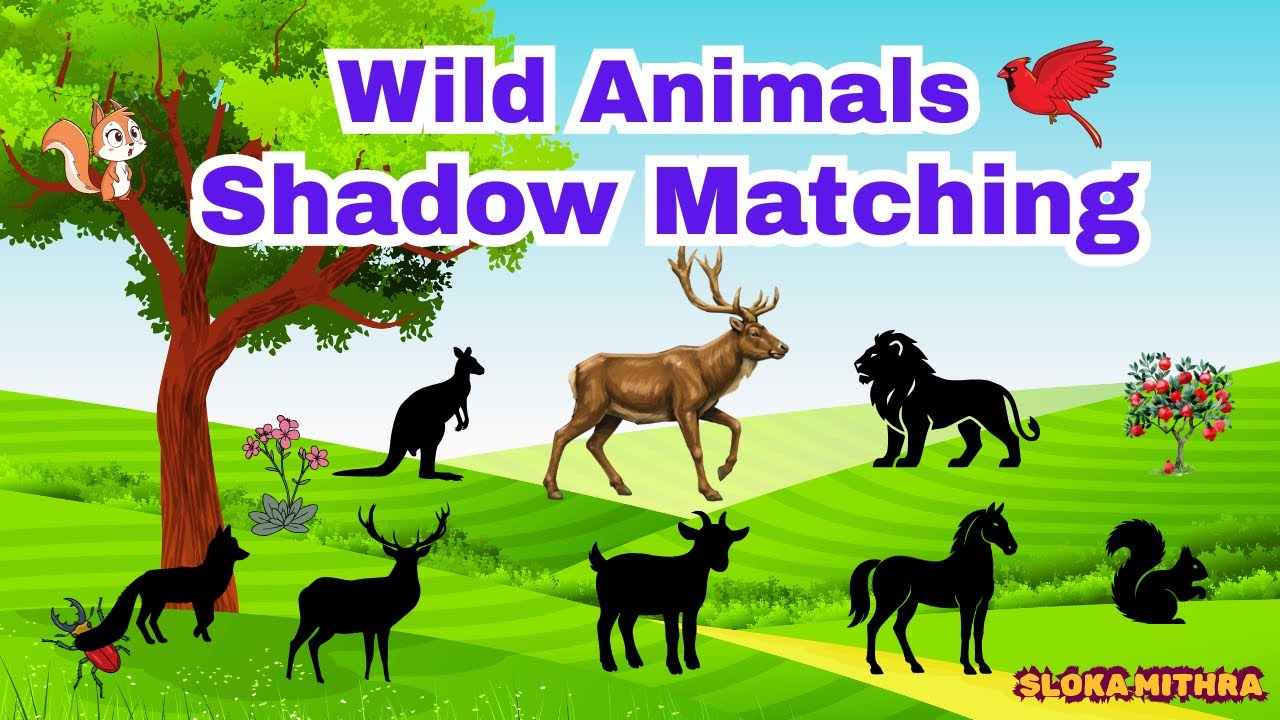 Wild Animals Shadow Matching Game | Guess the Correct Shadow! - YouTube
