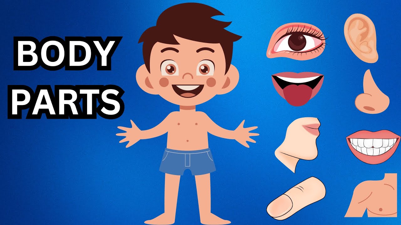 Body Parts Name With Basic English Vocabulary | Discovering Our Amazing ...