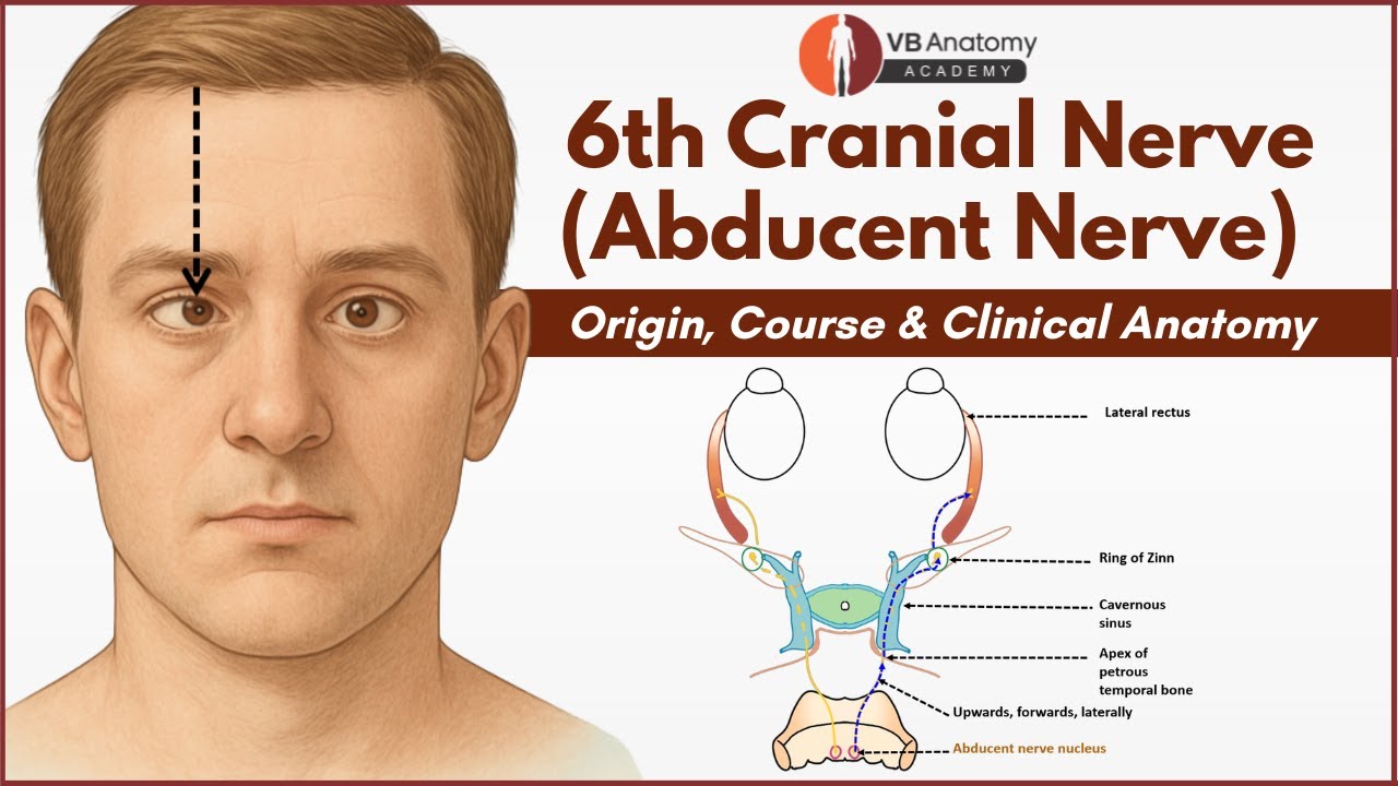 6th Cranial Nerve (Abducens Nerve) | Origin, Course & Clinical Anatomy ...