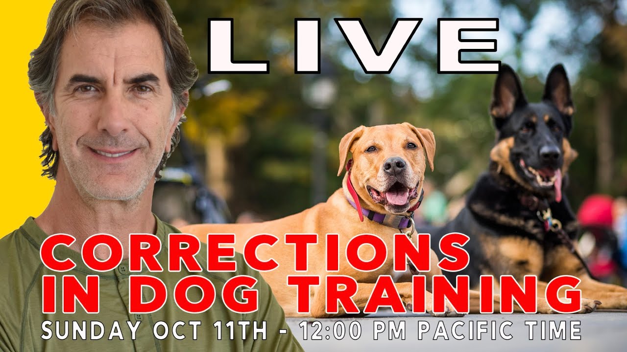 Corrections in Dog Training - YouTube