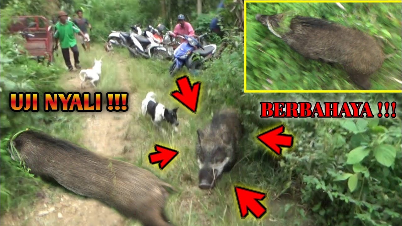 AKSI BERBURU PALING BERBAHAYA! TOP WILD BOAR HUNT | BERBURU DAN ...