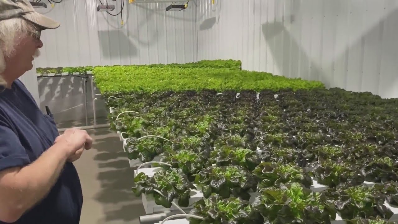 Larry's Hydro Lettuce: Fresh to your table all year long! - YouTube