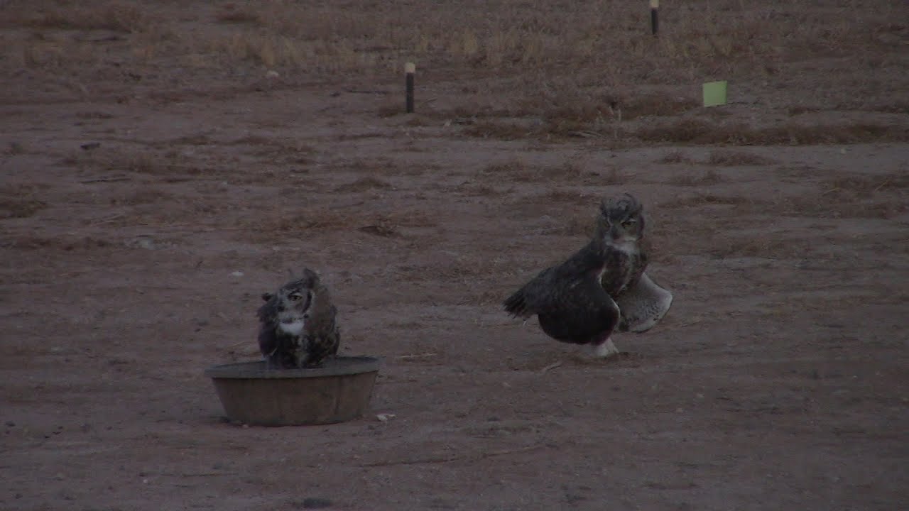 Desert Farming Vlog | Horned Owl Visitors | Saving Wildlife - YouTube