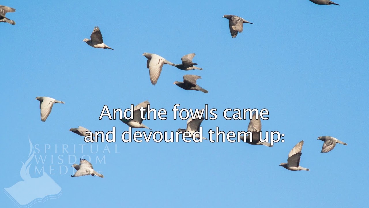 Matthew 13:4 - And when he sowed, some seeds fell by the way side, and ...