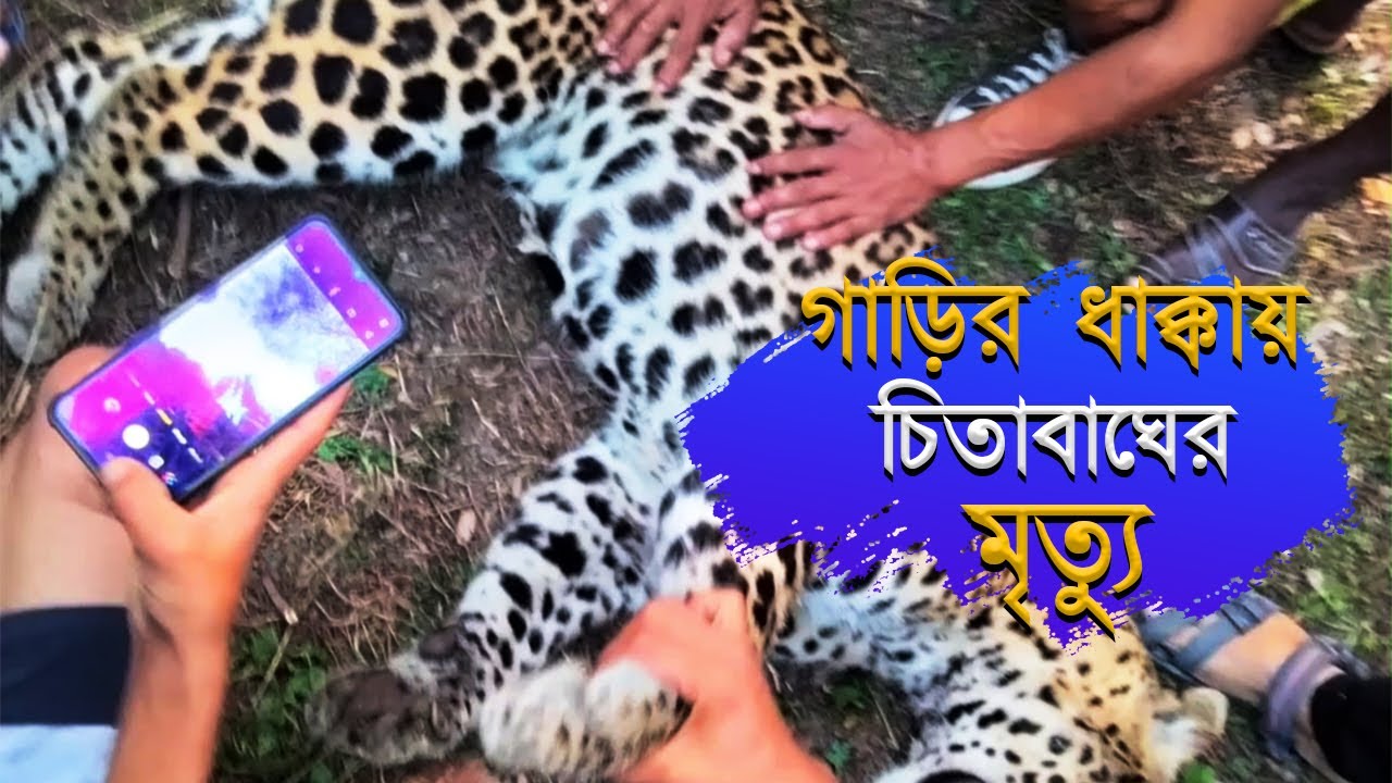 Bloody body of the leopard found on the side of the paved road | মিলল ...