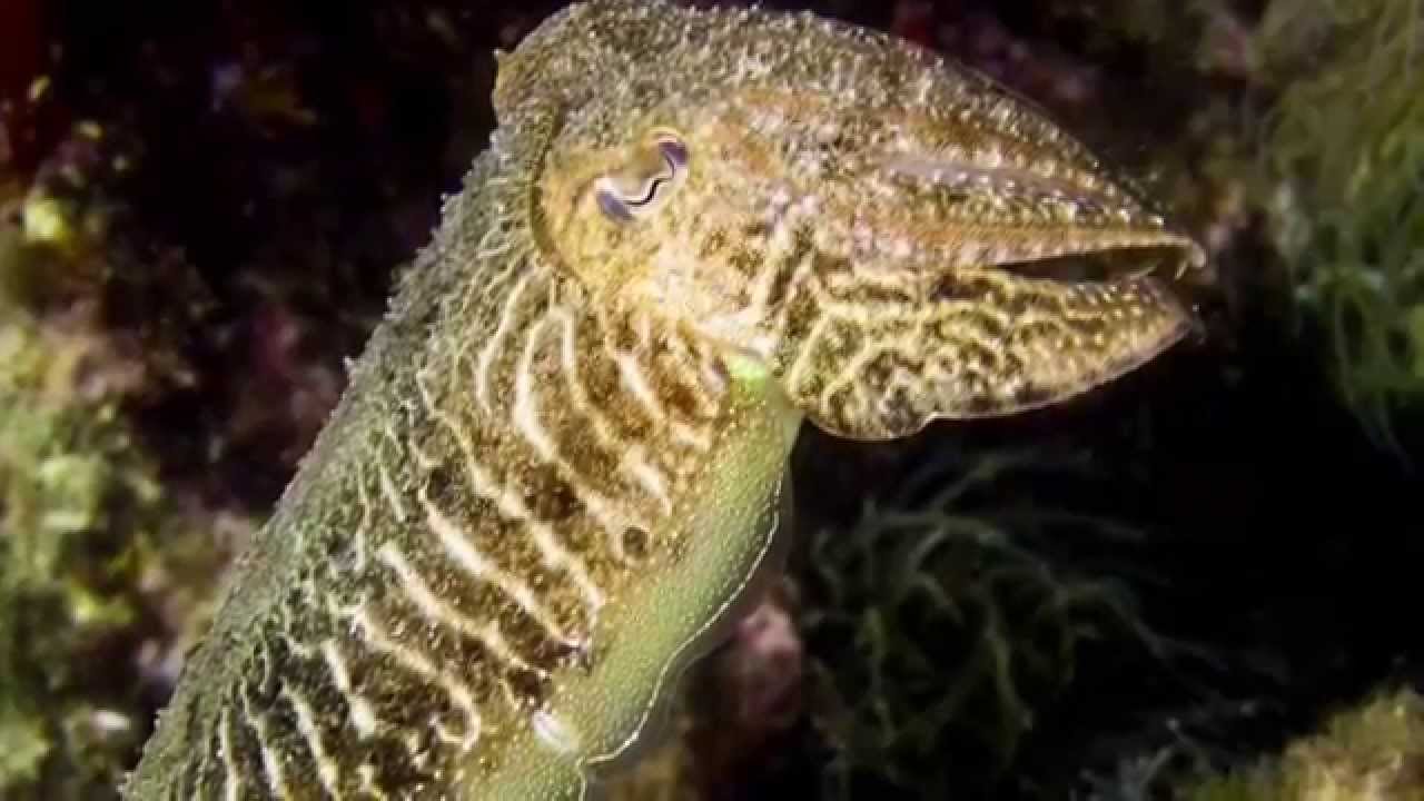 Cuttle fish facts: 14 Facts about Cuttle Fish - YouTube