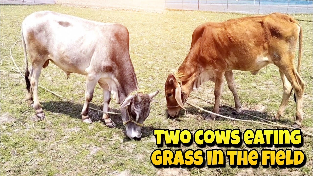 Two Cows Eating Grass In The Field | Cow Videos | Cows Eating Grass ...