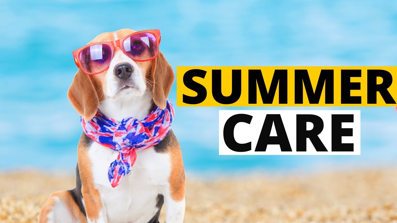 How To Keep Your Beagle Cool In Summer - YouTube