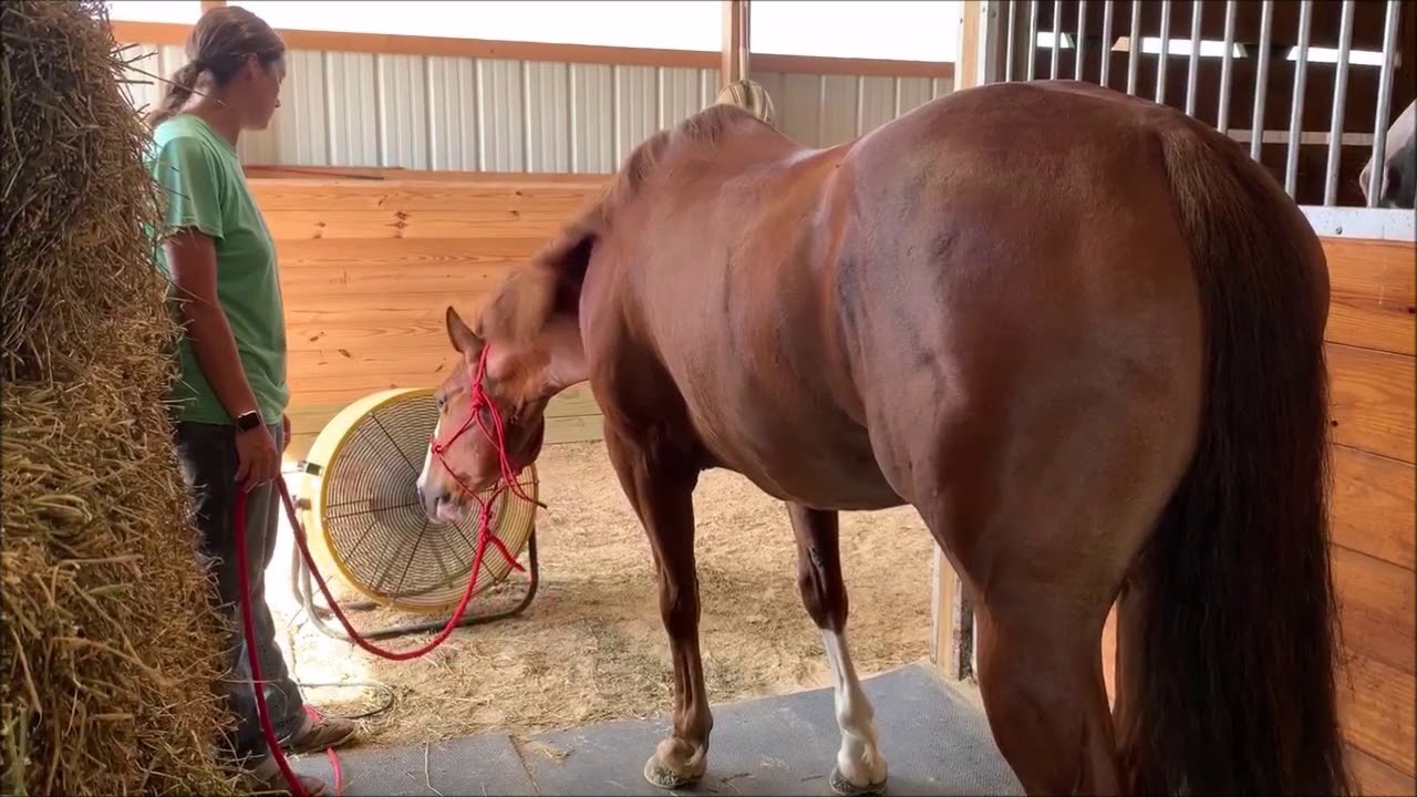 SOLD Awesome Racal Jet (Rooster)-Nolan Horses - YouTube