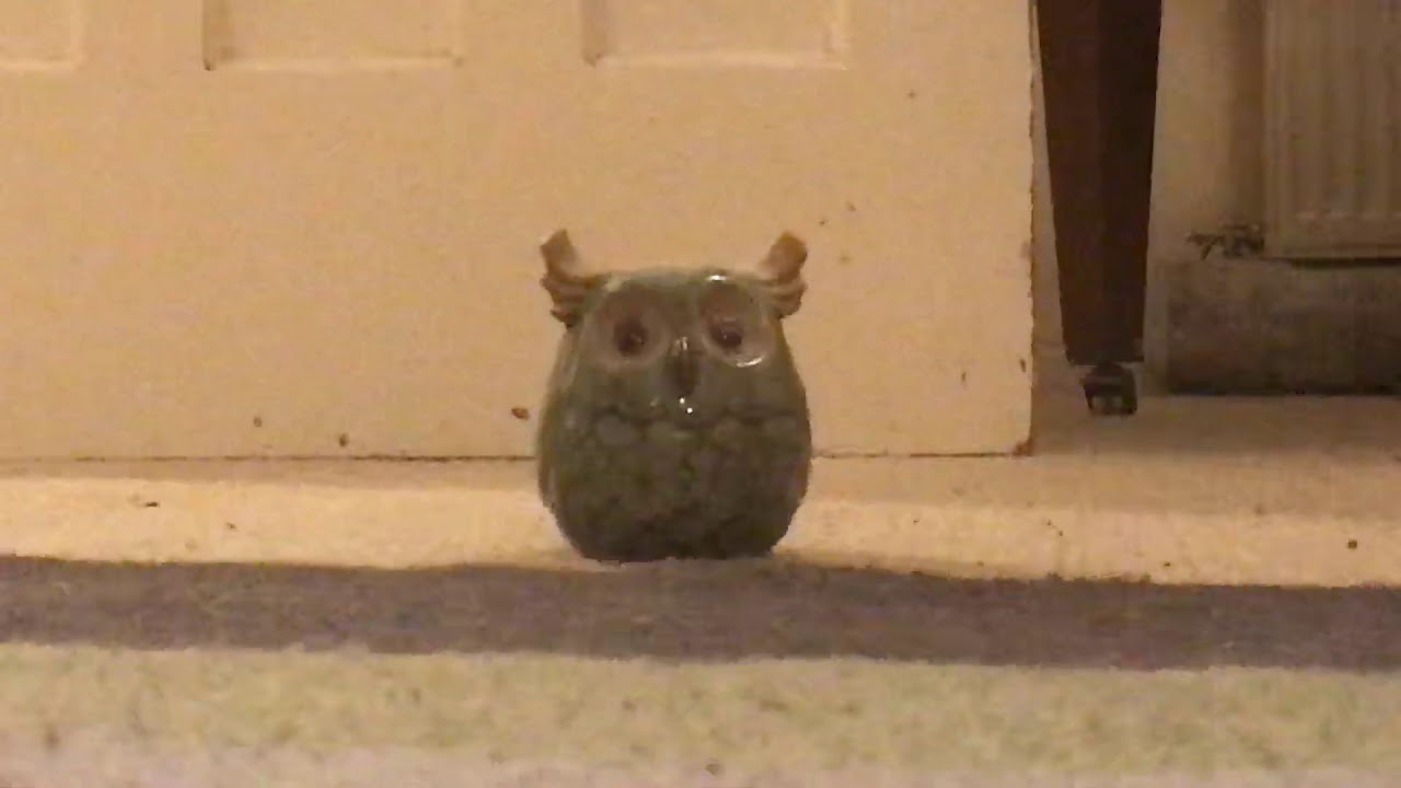 Bird watching meme 🦜🦢🕊 - YouTube