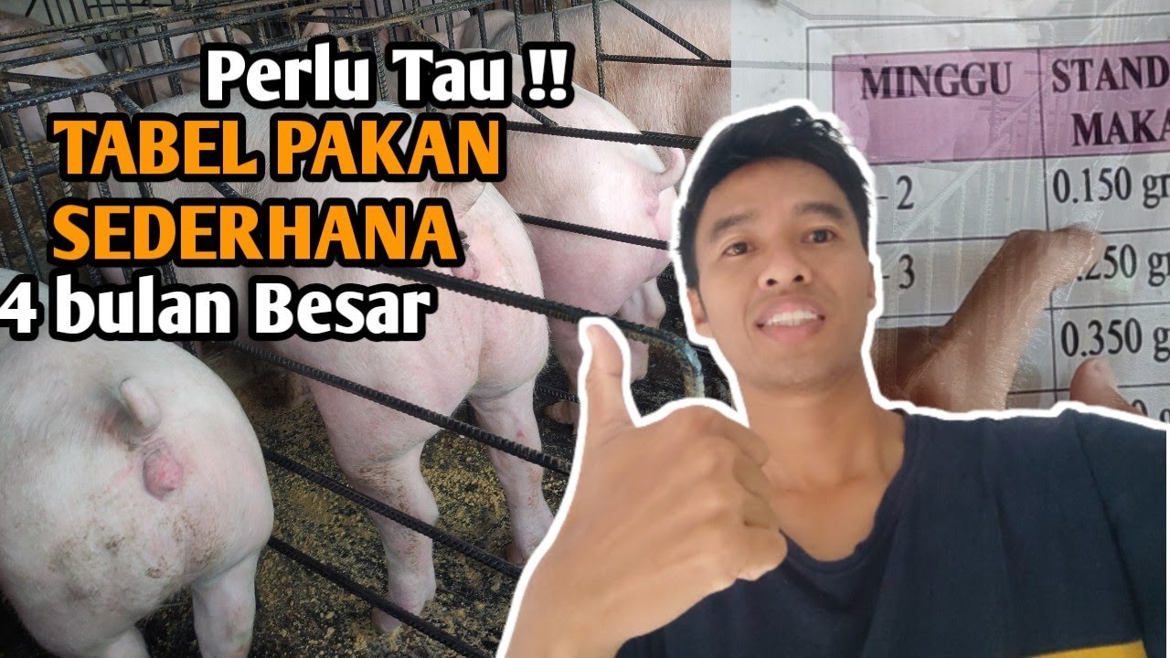 Cara Memberi Makan Babi Agar Cepat Besar - Peternak Babi Pemula - YouTube