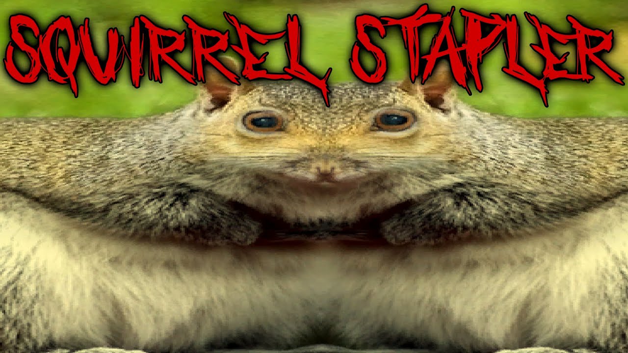 Stapling Squirrels For God - YouTube