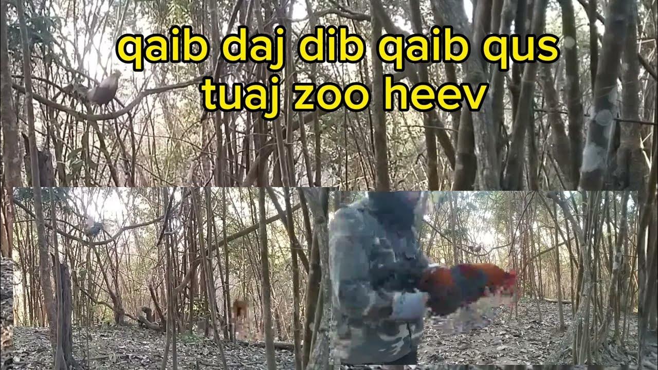 qaib dib daj cuab mag ib tug qaib qus - YouTube