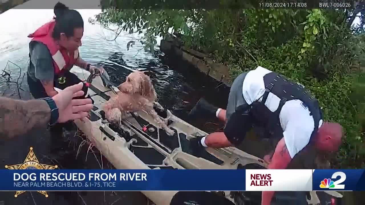Deputies and firefighters rescue dog from river in Tice - YouTube