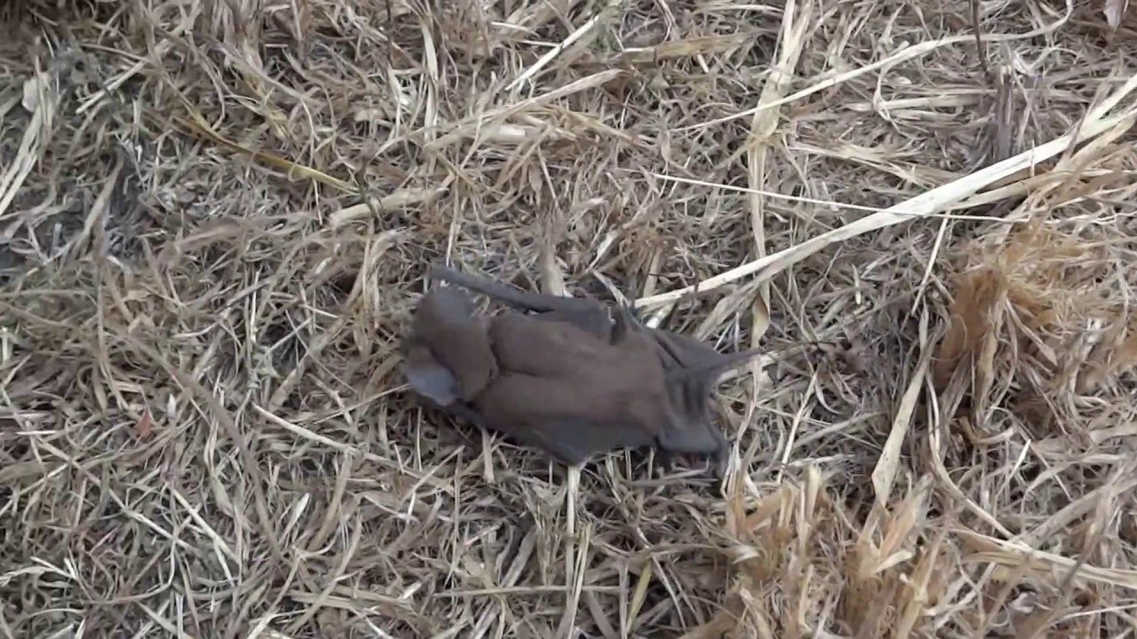 Mexican free-tailed bat crawling on the ground - YouTube