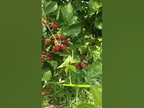Ежевика Лох-Тей - YouTube