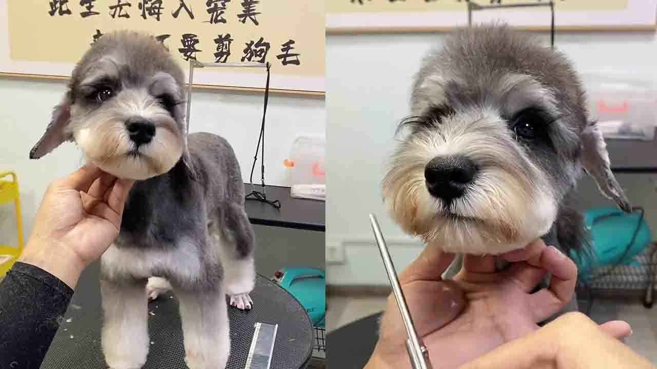 The Puppy With Curled Eyelashes is Too Cute!【Puppy Grooming】 - YouTube