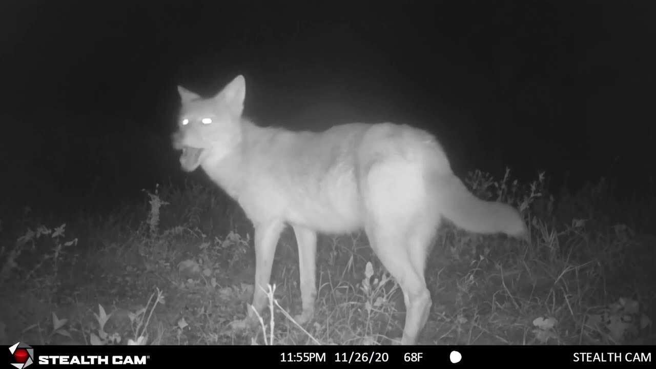 That’s not a Dog!! (Trail Camera Creatures) - YouTube