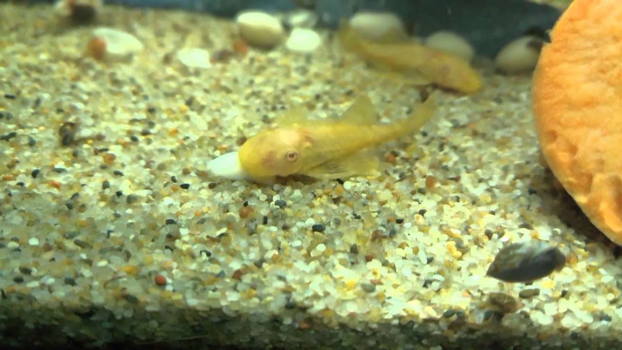 Albino bristlenose plecos (Ancistrus cf. cirrhosus) eating boiled black ...