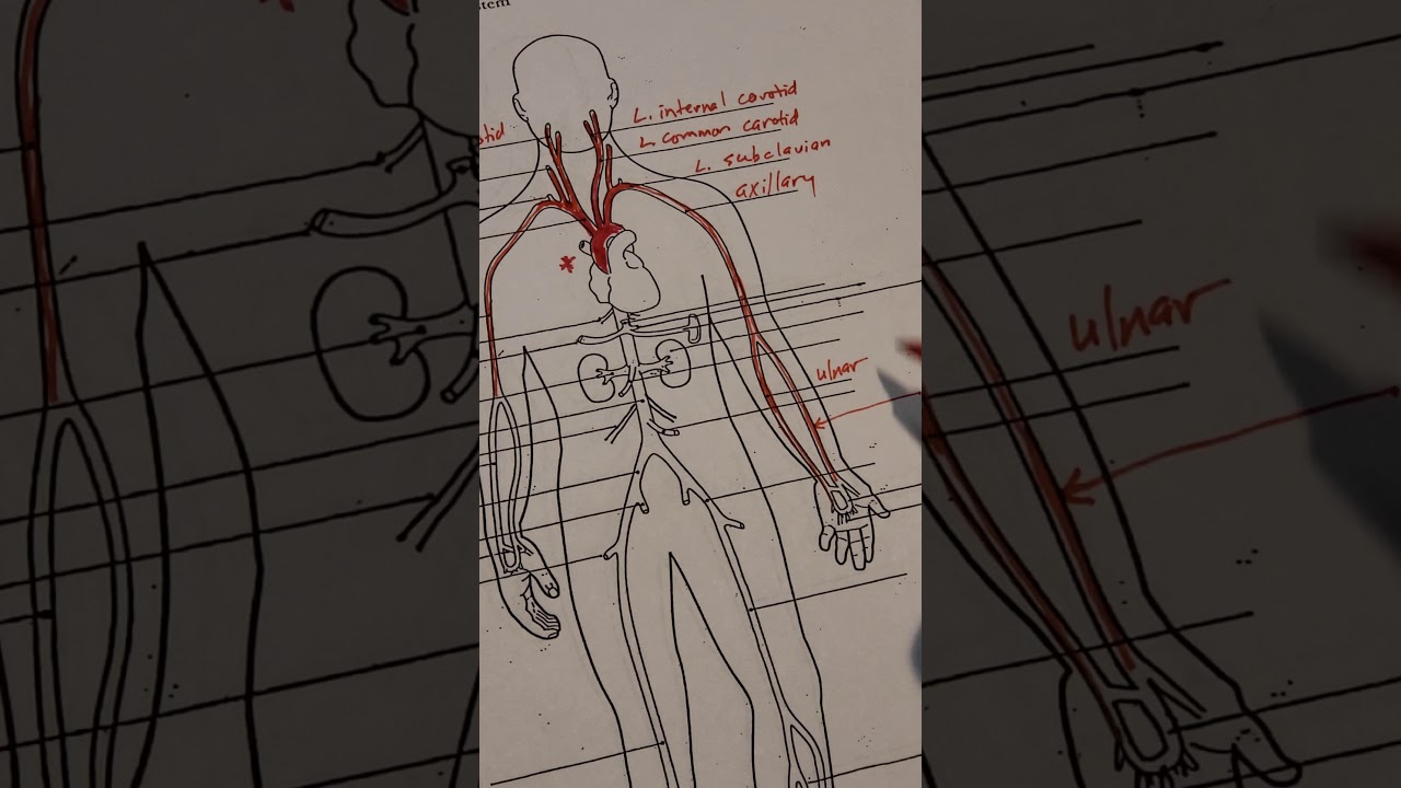 Arteries draw - YouTube
