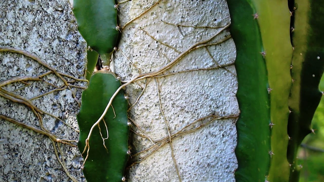Dragon Fruit Plants Established Roots - YouTube