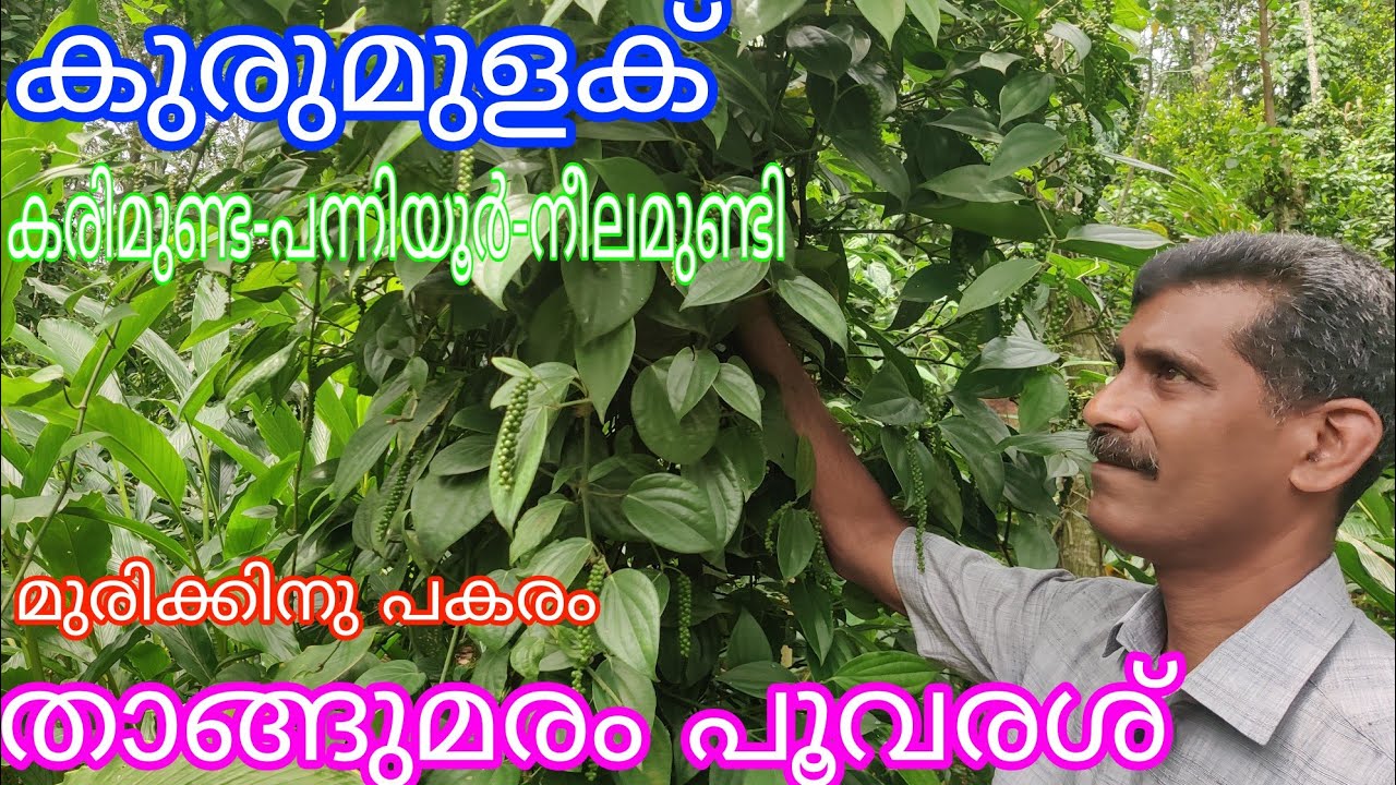 Pepper varieties and supporting tree poovarasu#antony muniyara VIogs ...