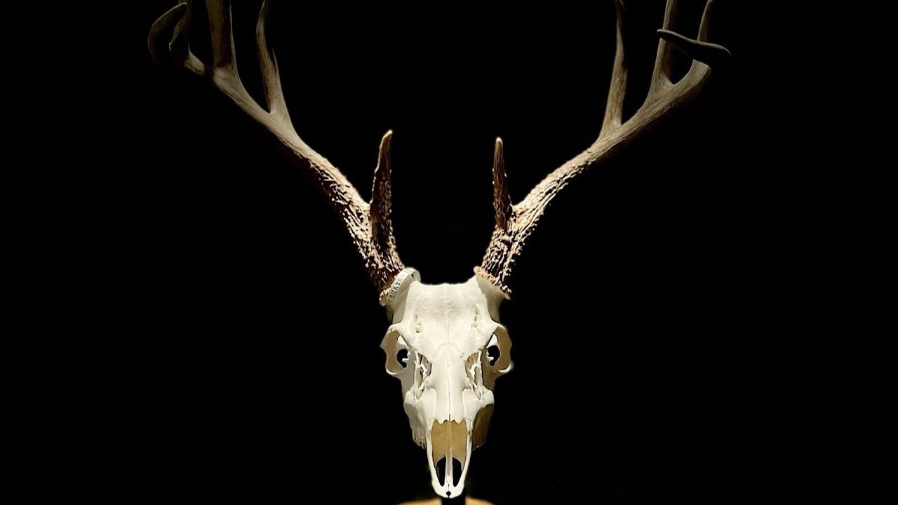 European process of a whitetail deer. (Time lapse) - YouTube