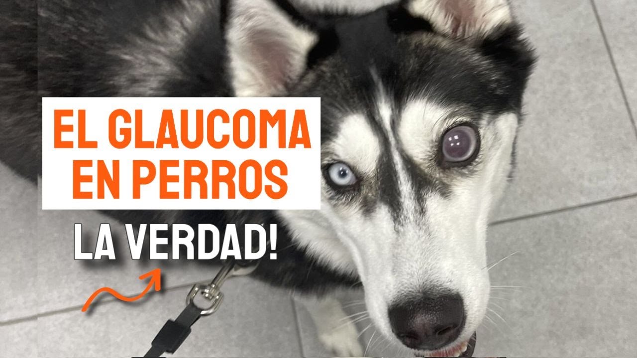 GLAUCOMA EN PERROS: 🐶👁Ojos Nublados En Tu Cachorro - YouTube
