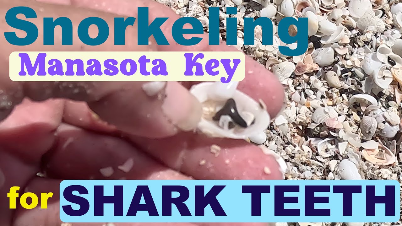 SNORKEL for SHARK TEETH Manasota Key Beach post Idalia 09/23 - YouTube