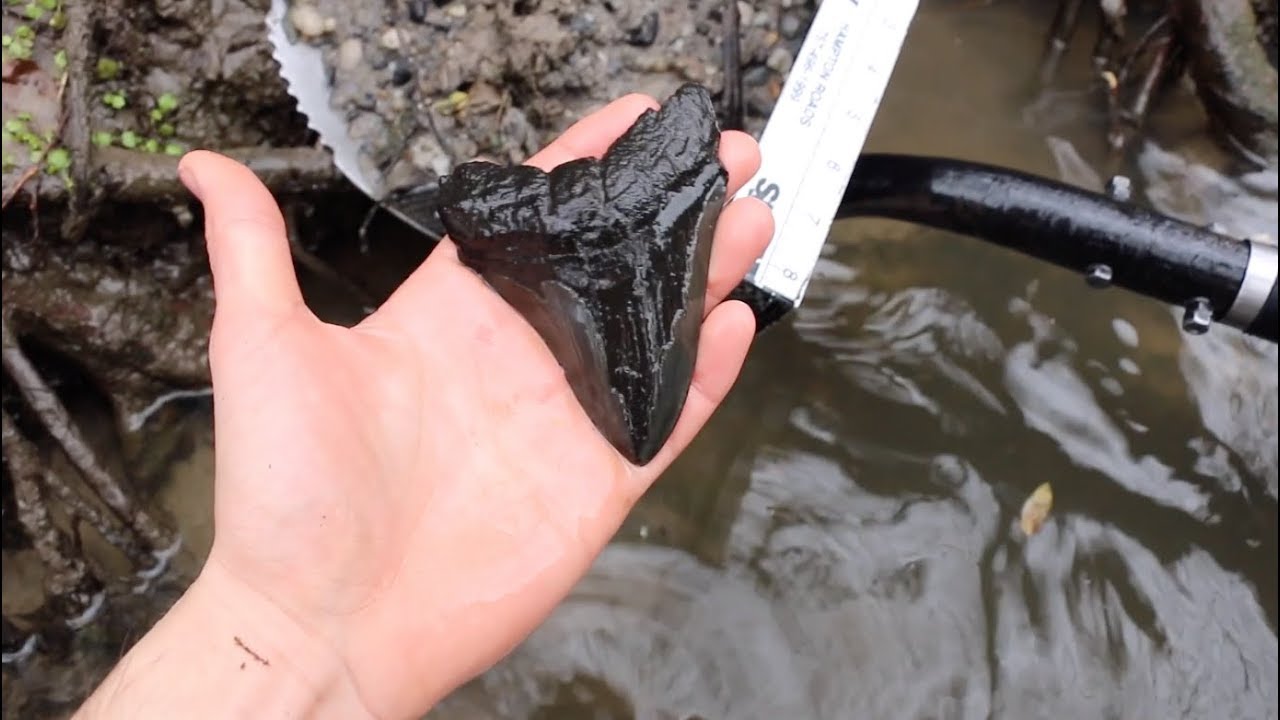 WOW, It's a MEGALODON Shark Tooth!! - Shark Tooth Hunting in NC! - YouTube