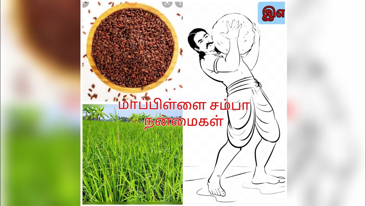 Mappilai Samba Rice benefits / மாப்பிள்ளை சம்பா அரிசி நன்மைகள் - YouTube