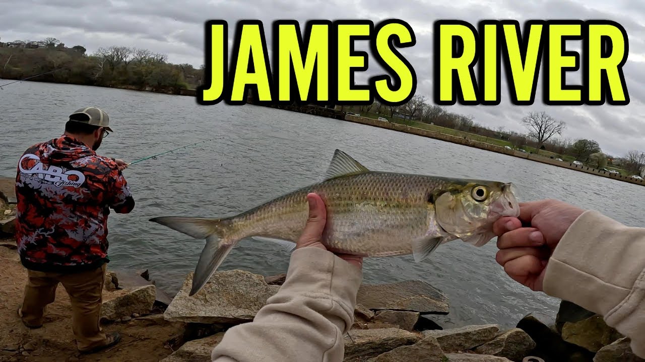 SHAD RUN IS HERE! JAMES RIVER RICHMOND VIRGINIA HICKORY SHAD FISHING ...