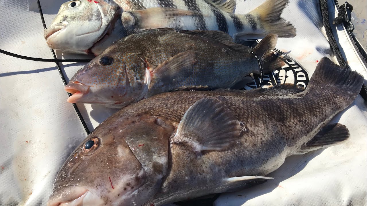 TAUTOG! - Catch & Cook: The Barnacle Slam - YouTube