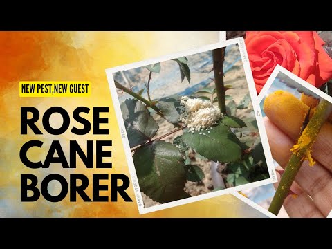 ||Rose Cane borer wasp|| ततैया से तुरंत छुटकारा पाएं - YouTube