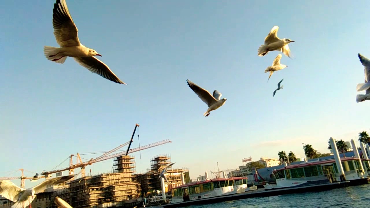 Beautiful Dubai #birds #Dubaicreek - YouTube