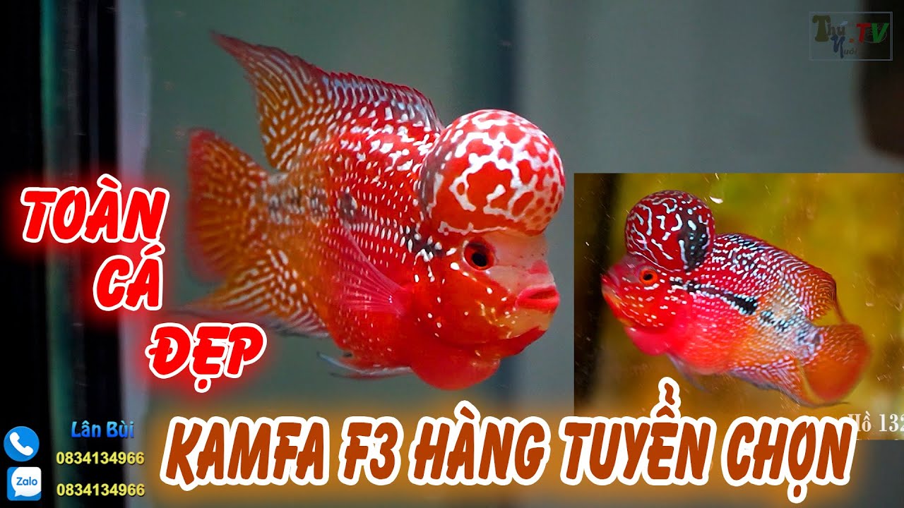 Cá La Hán Kamfa F3 Hàng Tuyển Chọn 31/08/2024 : Cơ Sở Cá La Hán Lân Bùi ...