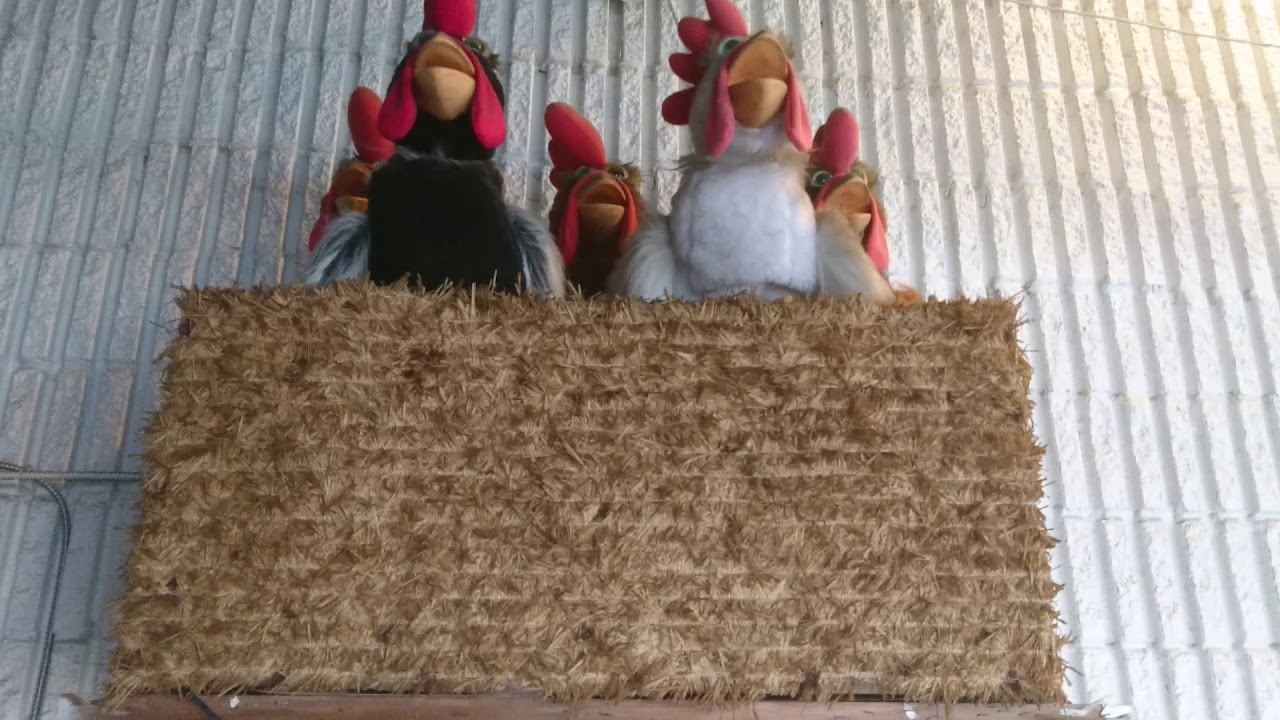 Singing Chickens Chick N Mation Hello My Barnyard Pal - YouTube