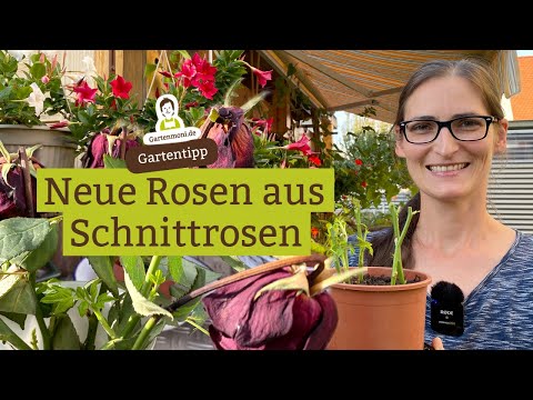 Aus Schnittrosen neue Rosen ziehen