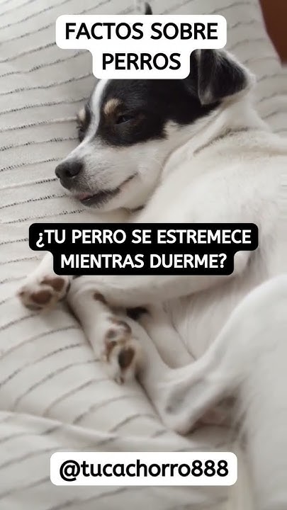 Porque mi perro se mueve mientras duerme? #datoscuriosos #vidadeperros #doglover #dogowner # ...