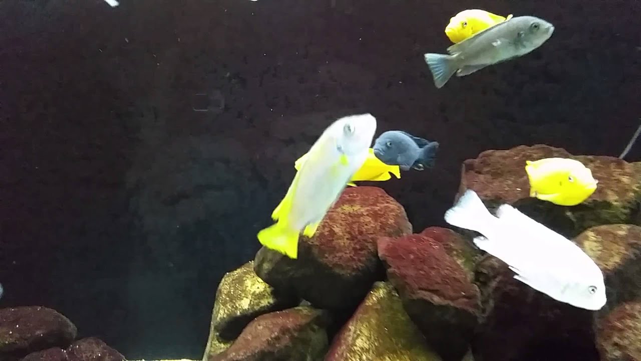 Wild metriaclima sp msobo magunga group - YouTube