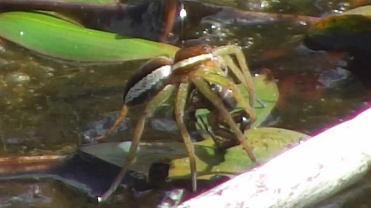 Raft Spider eating another spider - YouTube