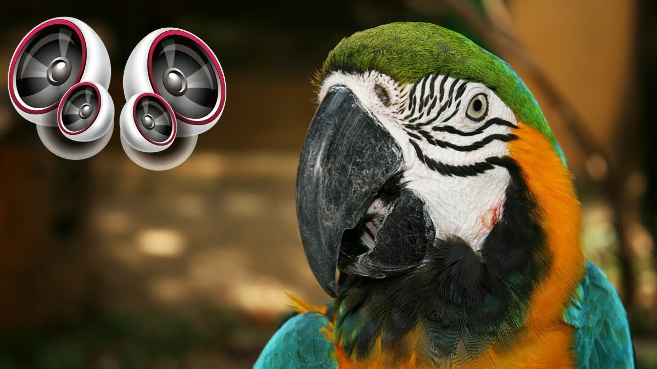 Parrot - Sound Effect High Definition Free |Copyright free Music and ...