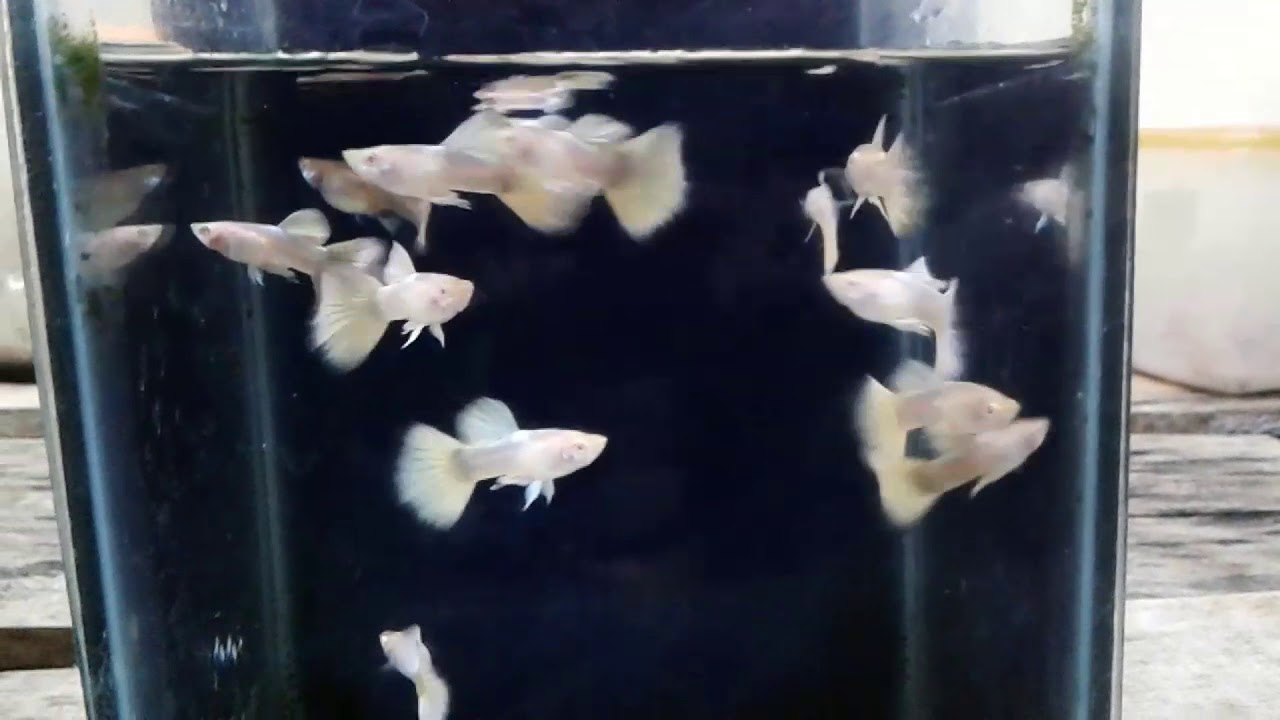 Guppy albino german yellow(2) - YouTube