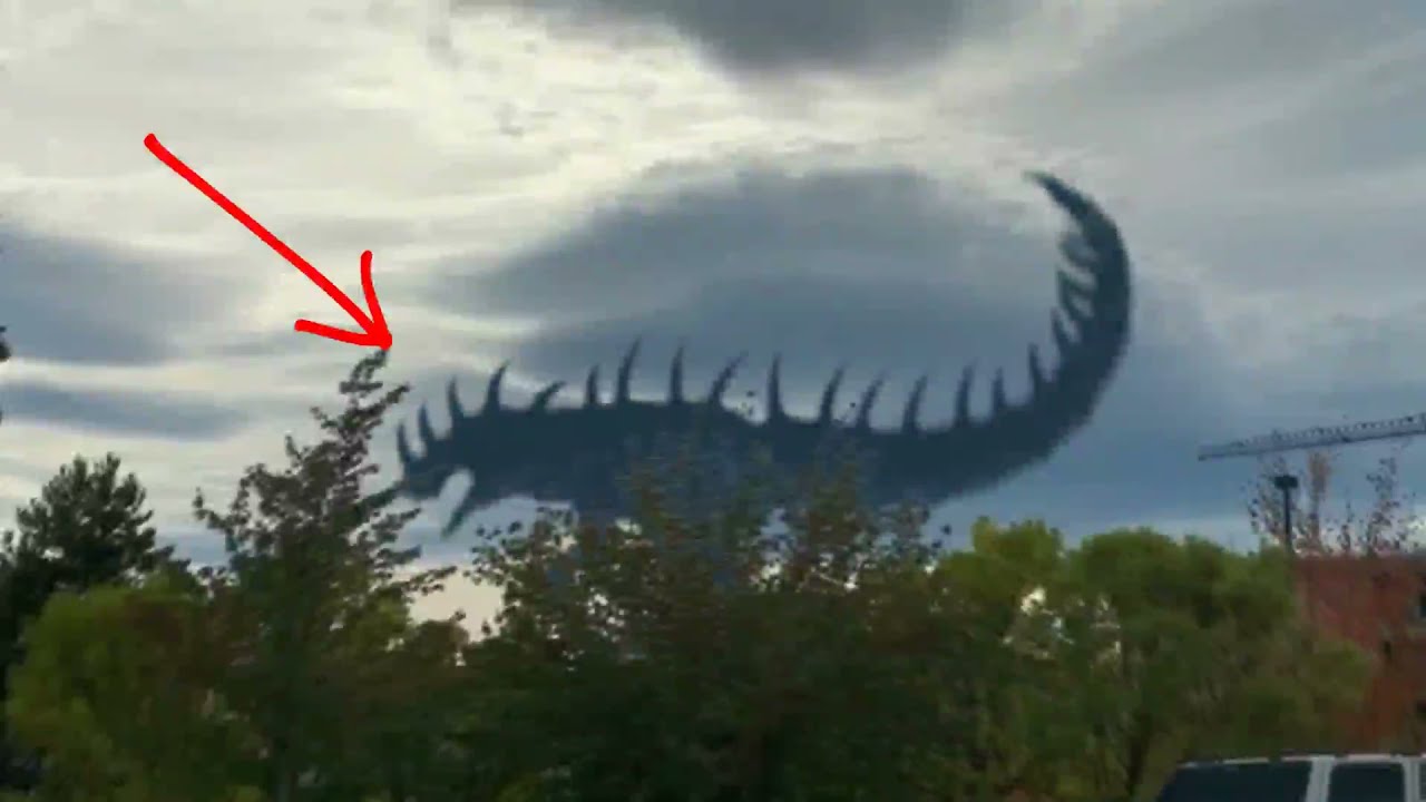 Unknown creature sighting - YouTube