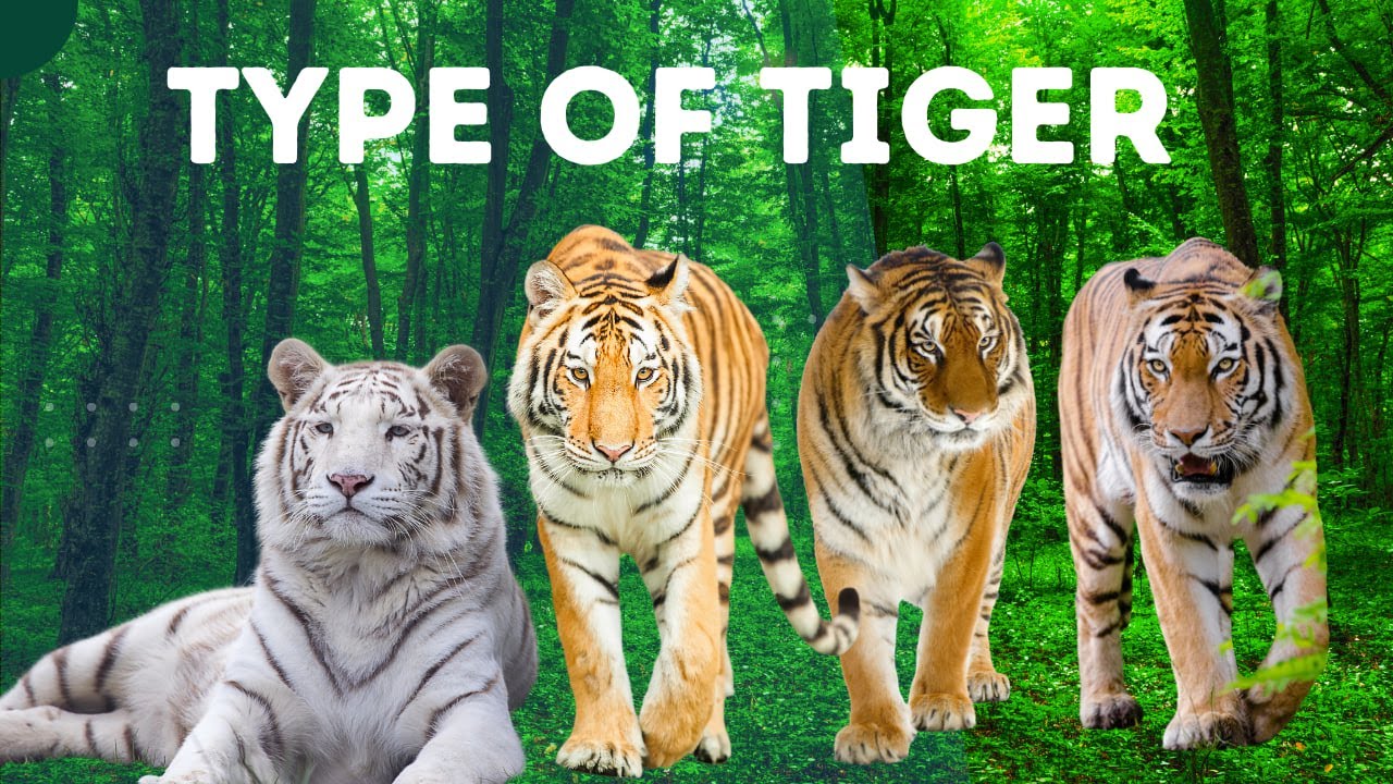 Secrets of the Wild: How Tigers Rule the Forest - YouTube