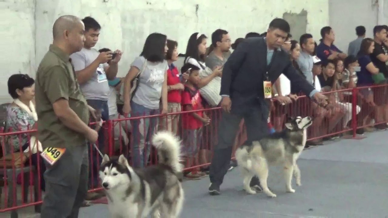 Round 1 SIBERIAN HUSKY PCCI DOG SHOW in CDO - YouTube