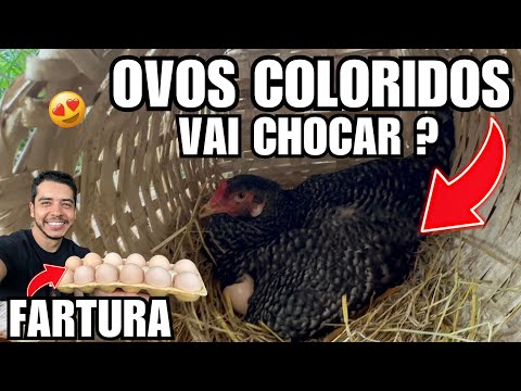 Coletando muitos ovos na criação e mostrando todas as aves que estão chocando | Aves Recriar